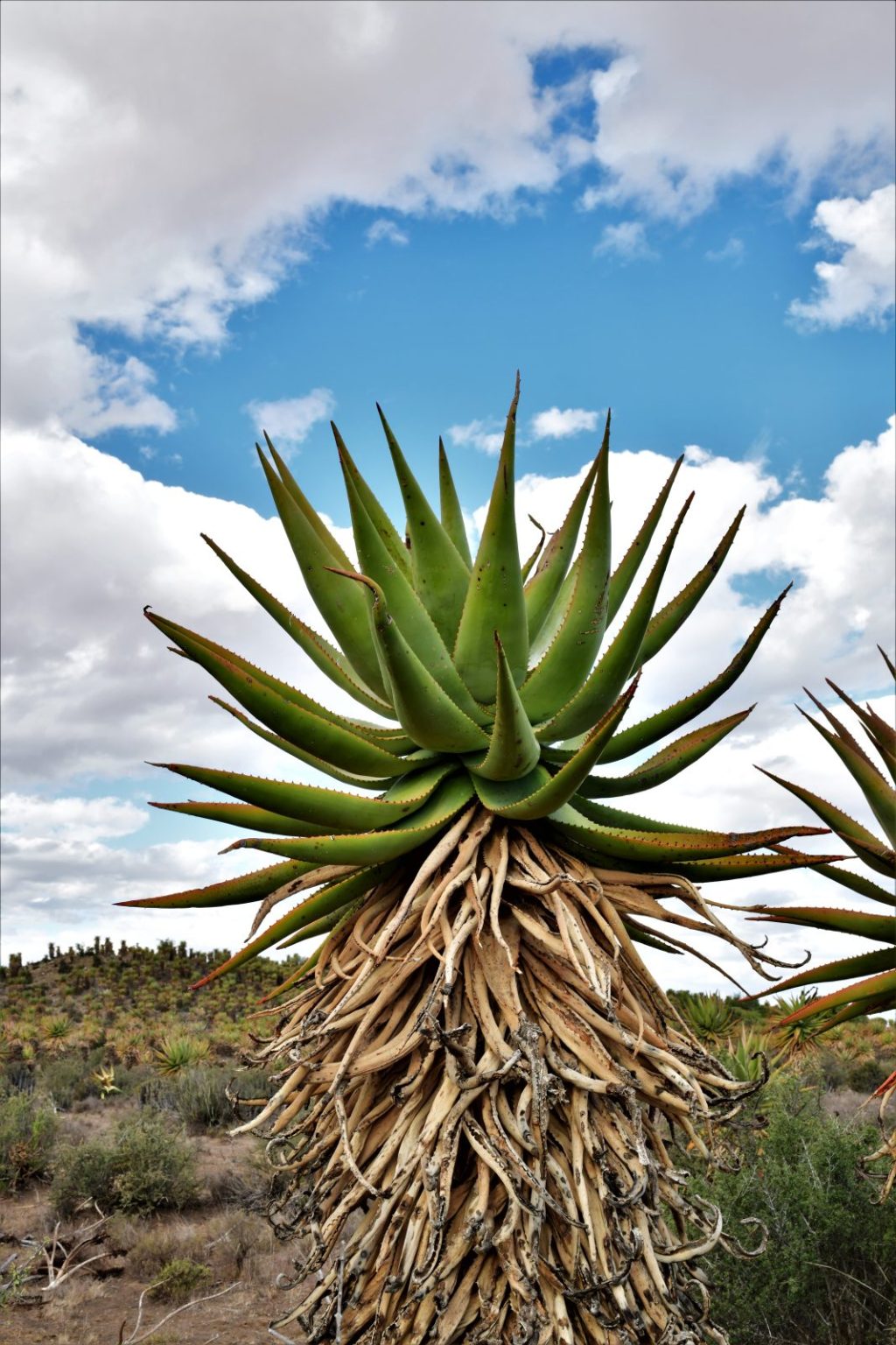 Comment: Revised South African National Biodiversity Economy Strategy