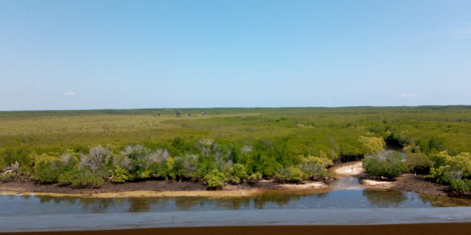 Halima Yusuf's Inspiring Journey to Safeguard the Boni Forest: A Tale ...